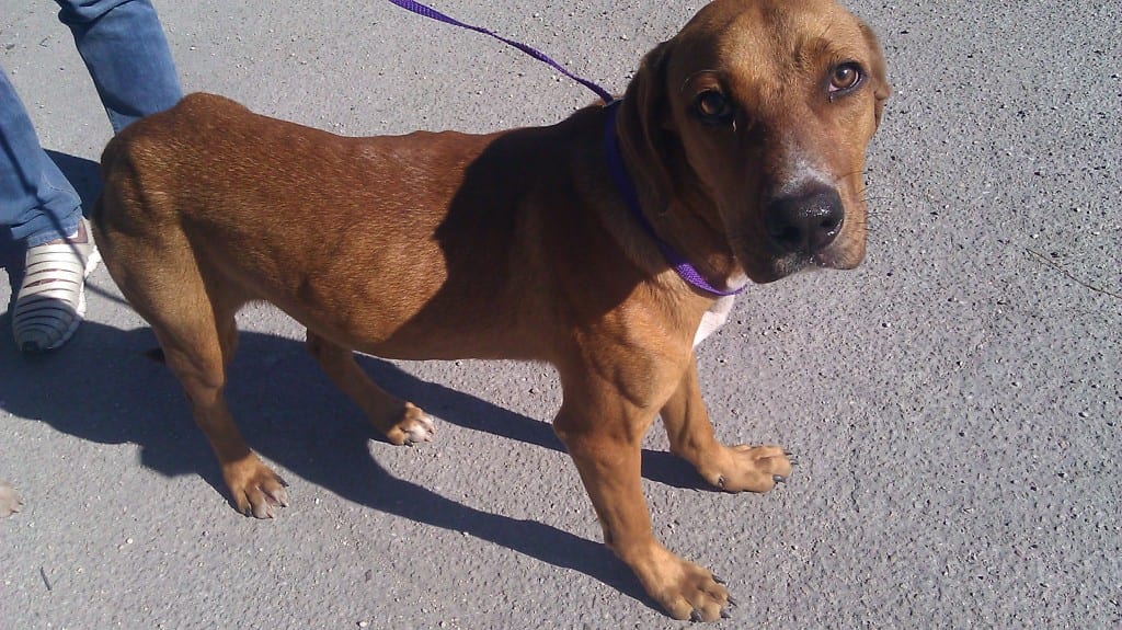 How To Capture A Stray Dog? - Best Los Angeles Dog Trainer & Behaviorist